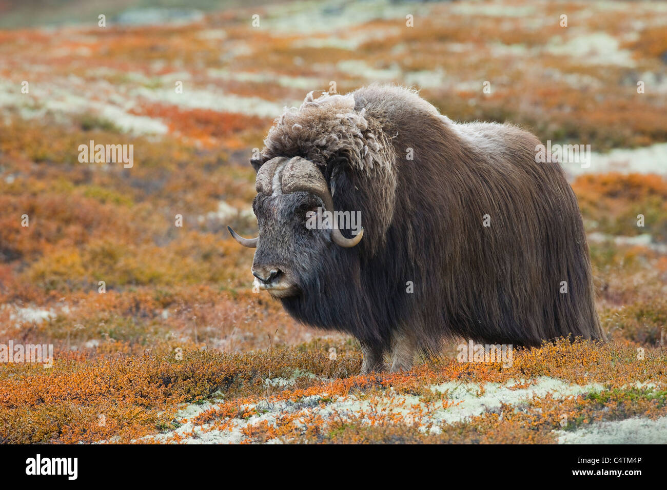 Animal Ox High Resolution Stock Photography and Images - Alamy