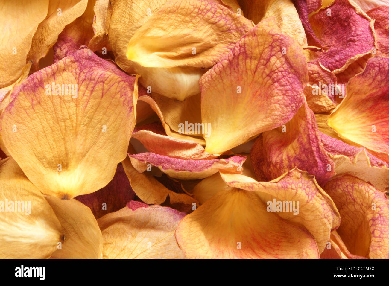 Dead rose buds hi-res stock photography and images - Alamy