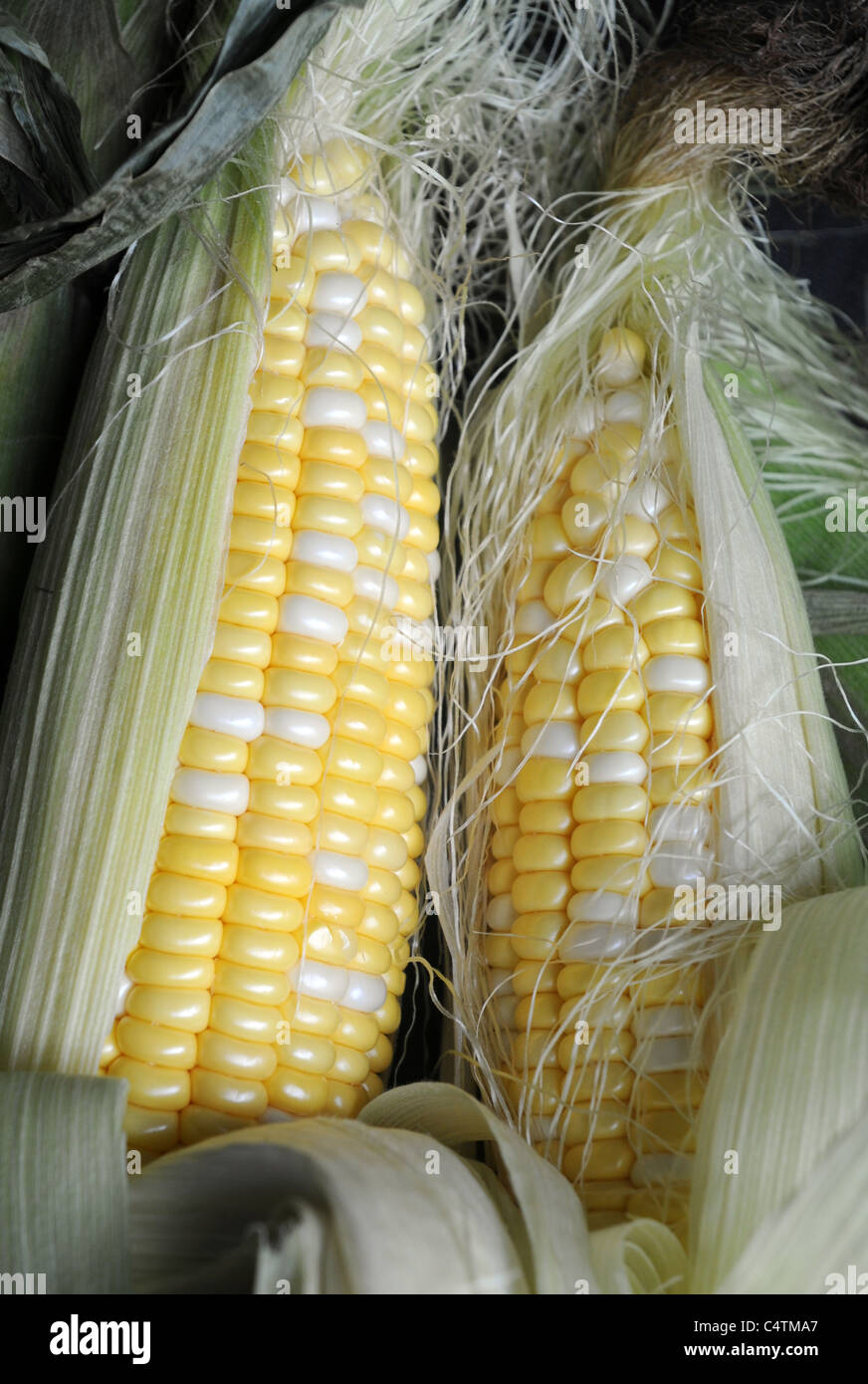 Tons of corn hi-res stock photography and images - Alamy