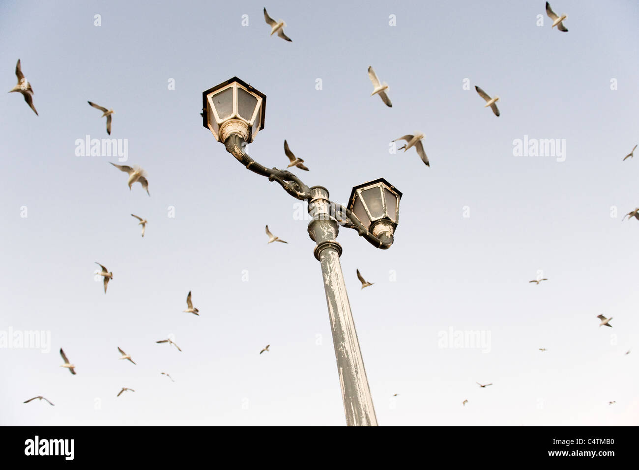 Birds flying over lamp post Stock Photo - Alamy