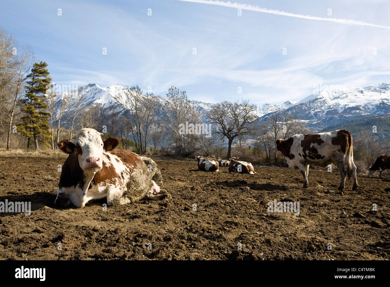 Cattle Ranching Images High Resolution Stock Photography and Images - Alamy