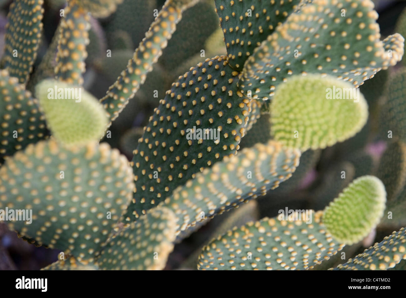 Full Frame Cactus High Resolution Stock Photography and Images - Alamy