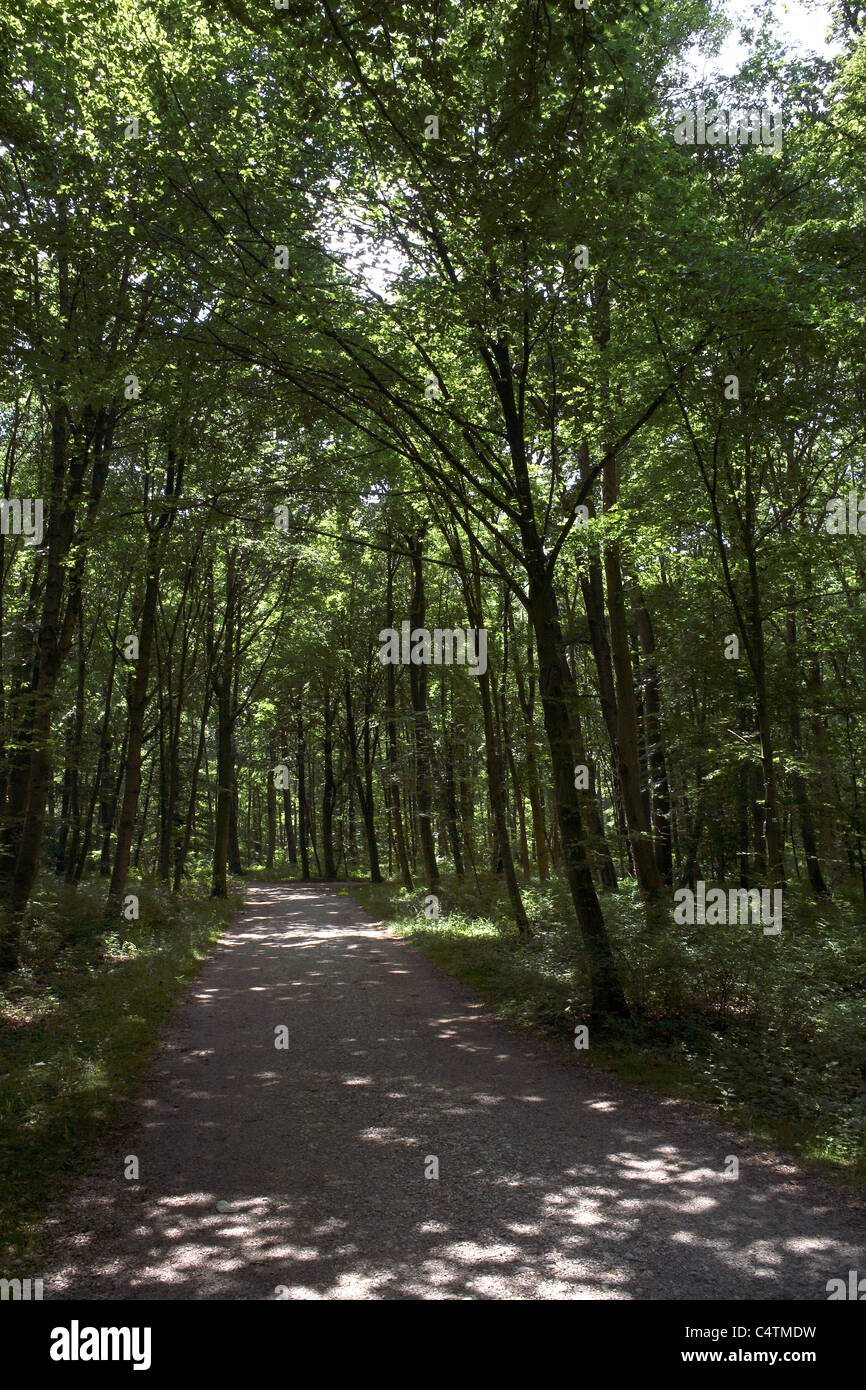 Pathway through Trees Stock Photo - Alamy