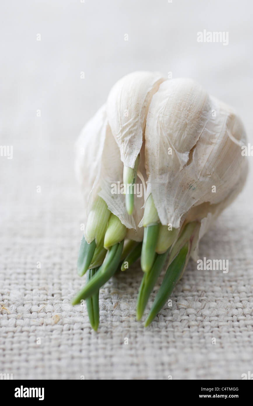 Bulb Shoots Stock Photos & Bulb Shoots Stock Images - Alamy