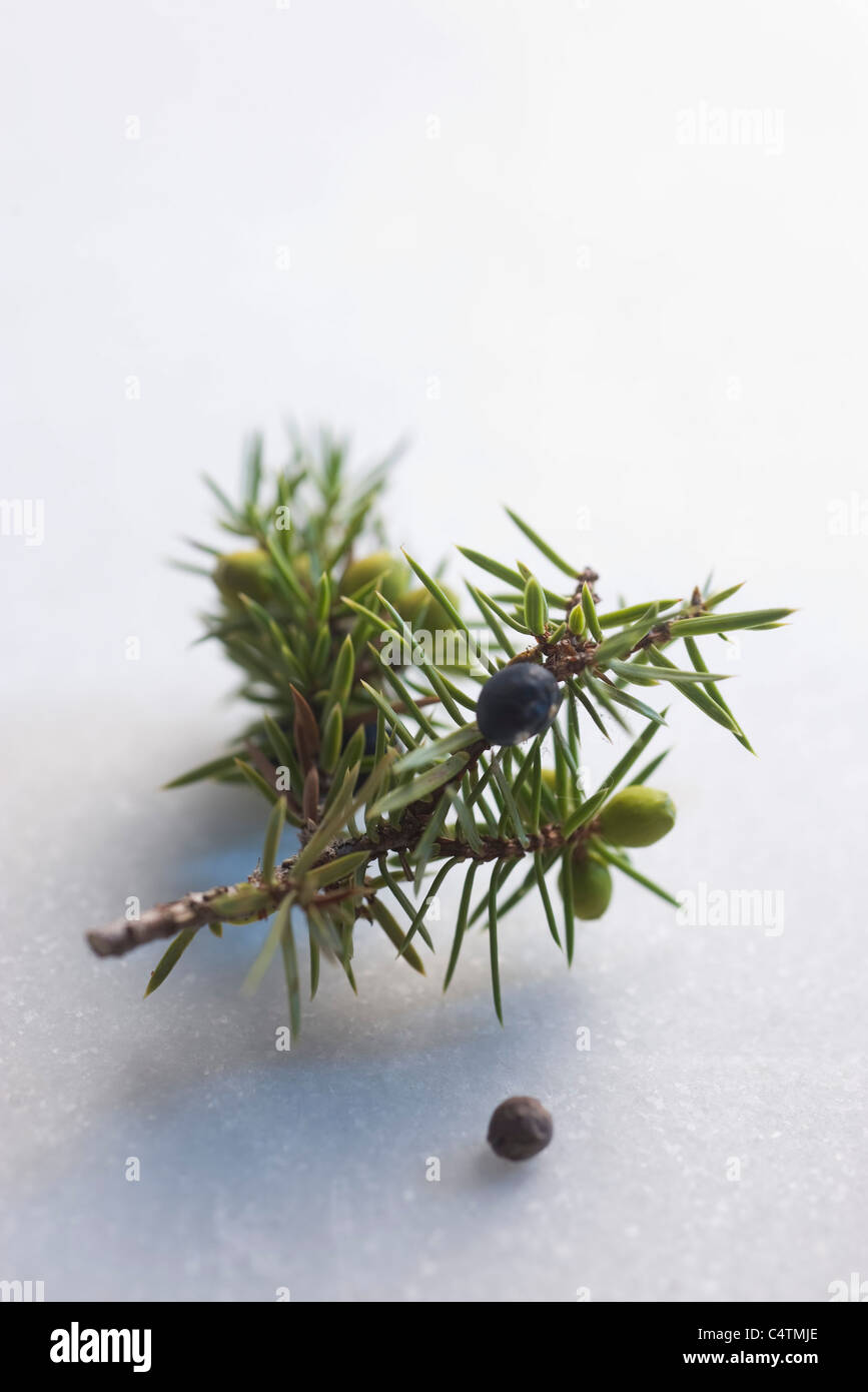 Juniper berry and juniper berry branch Stock Photo - Alamy