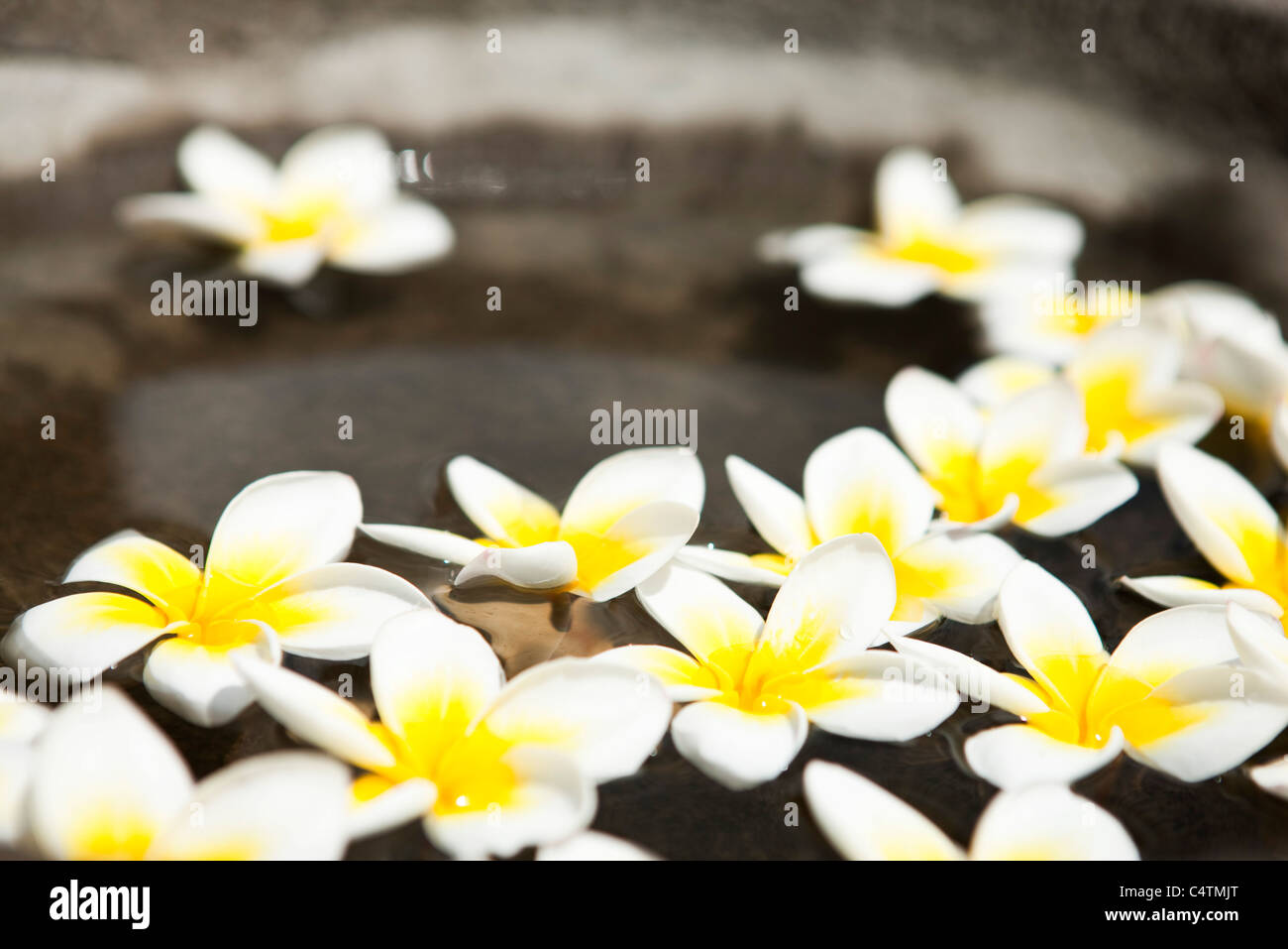 Frangipani flowers floating in water Stock Photo - Alamy