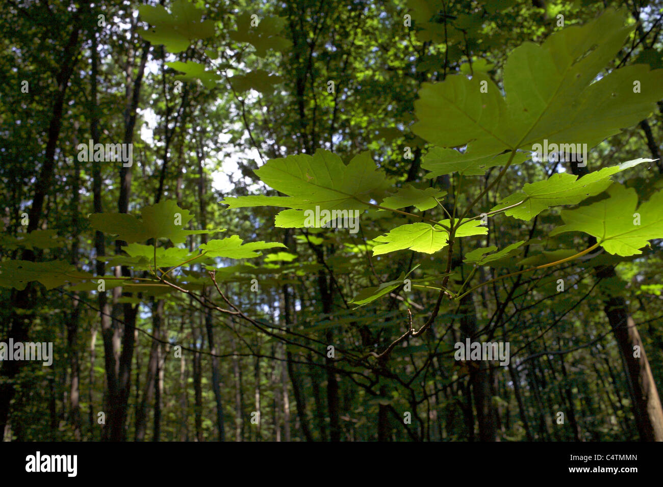 Forrest leaves hi-res stock photography and images - Alamy