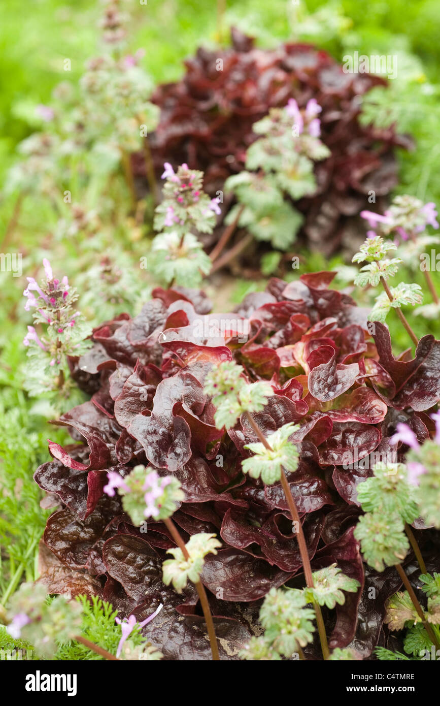 Red oak leaf lettuce growing in field Stock Photo - Alamy