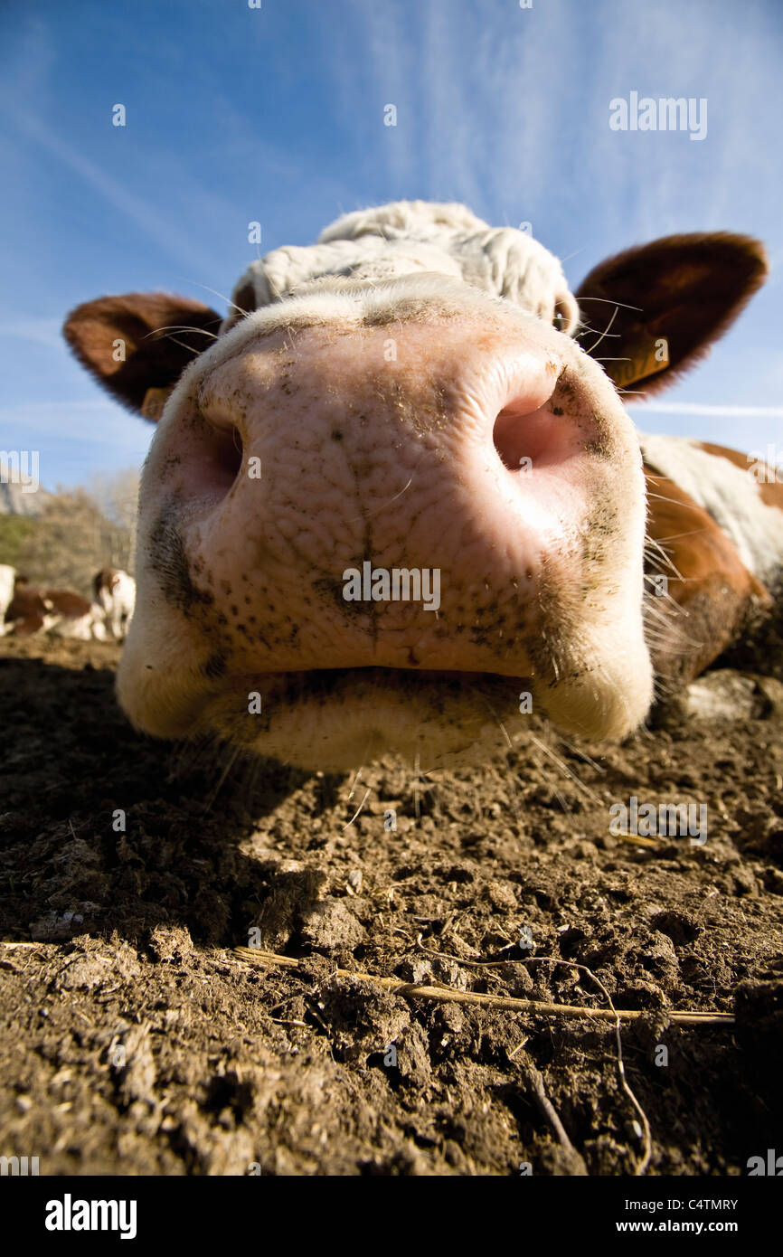Cow Lying Down High Resolution Stock Photography and Images - Alamy