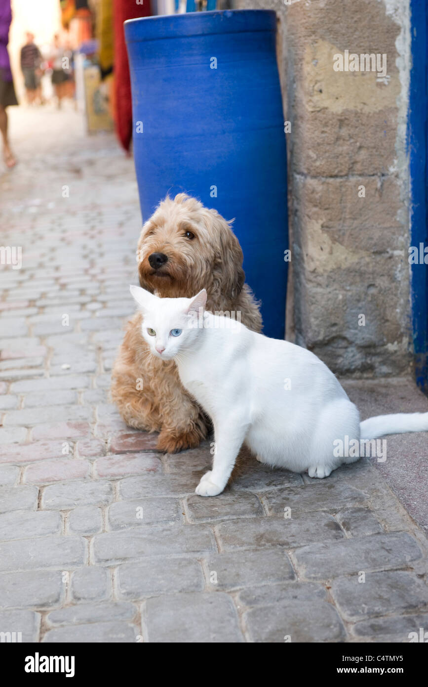 Cat dog sidewalk hi-res stock photography and images - Alamy