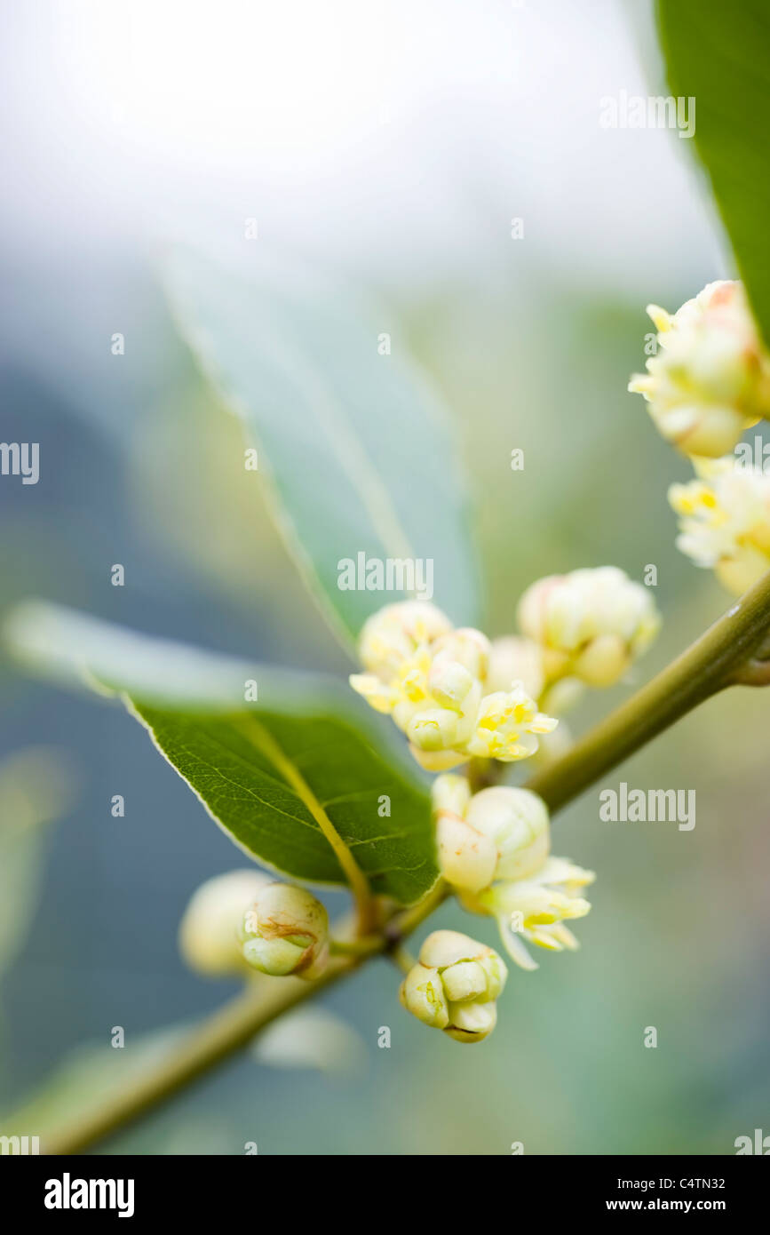 Flowering sapindaceae plant Stock Photo - Alamy