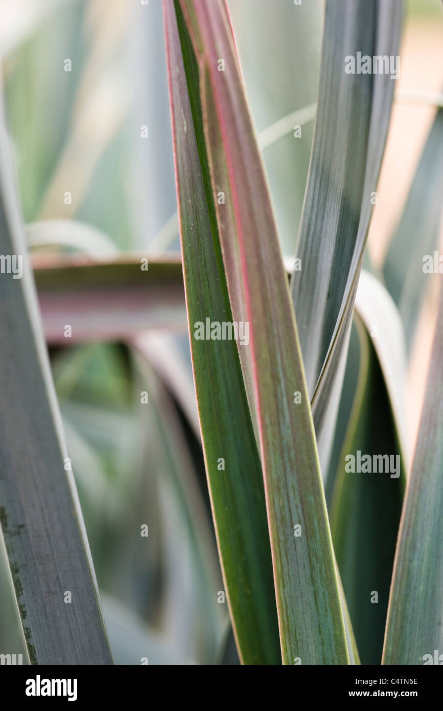 Leaf blades hi-res stock photography and images - Alamy