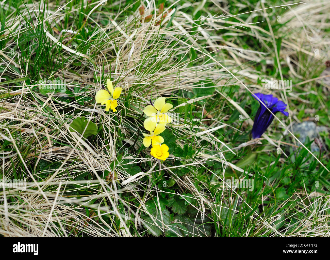 Alpine flora hi-res stock photography and images - Alamy