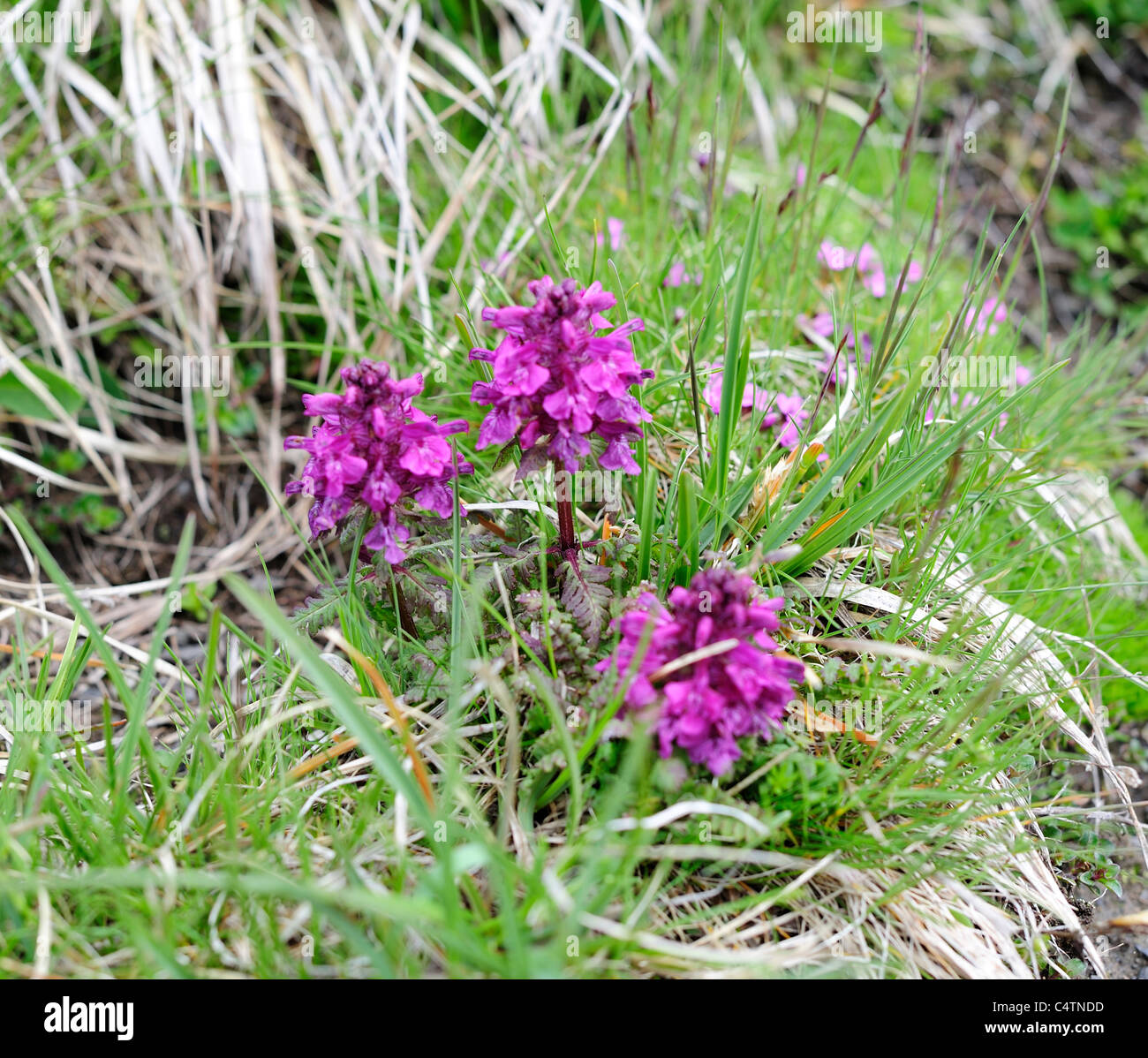 Alpine flora hi-res stock photography and images - Alamy