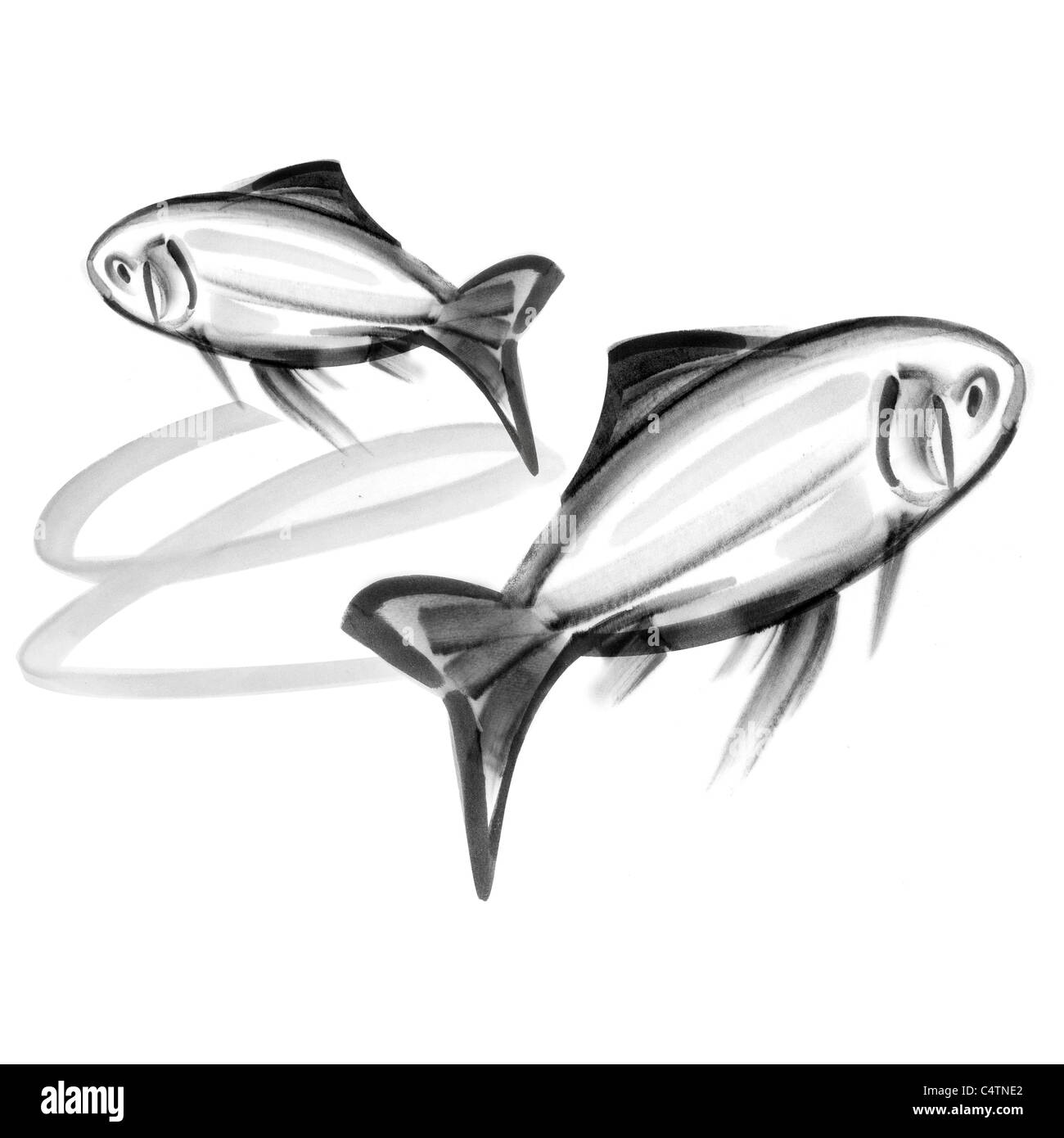 Astrology symbol sign pisces Black and White Stock Photos & Images - Alamy