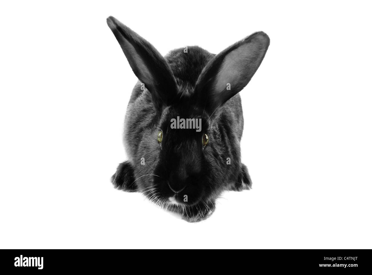 rabbit is isolated on white Stock Photo - Alamy