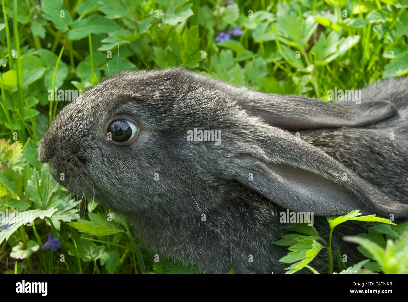 Little brown rabbit hi-res stock photography and images - Alamy