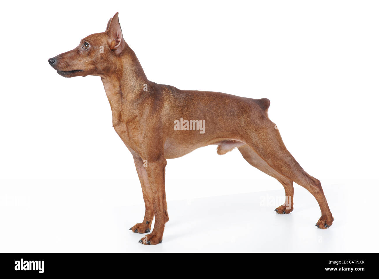 Perro pincher hi-res stock photography and images - Alamy