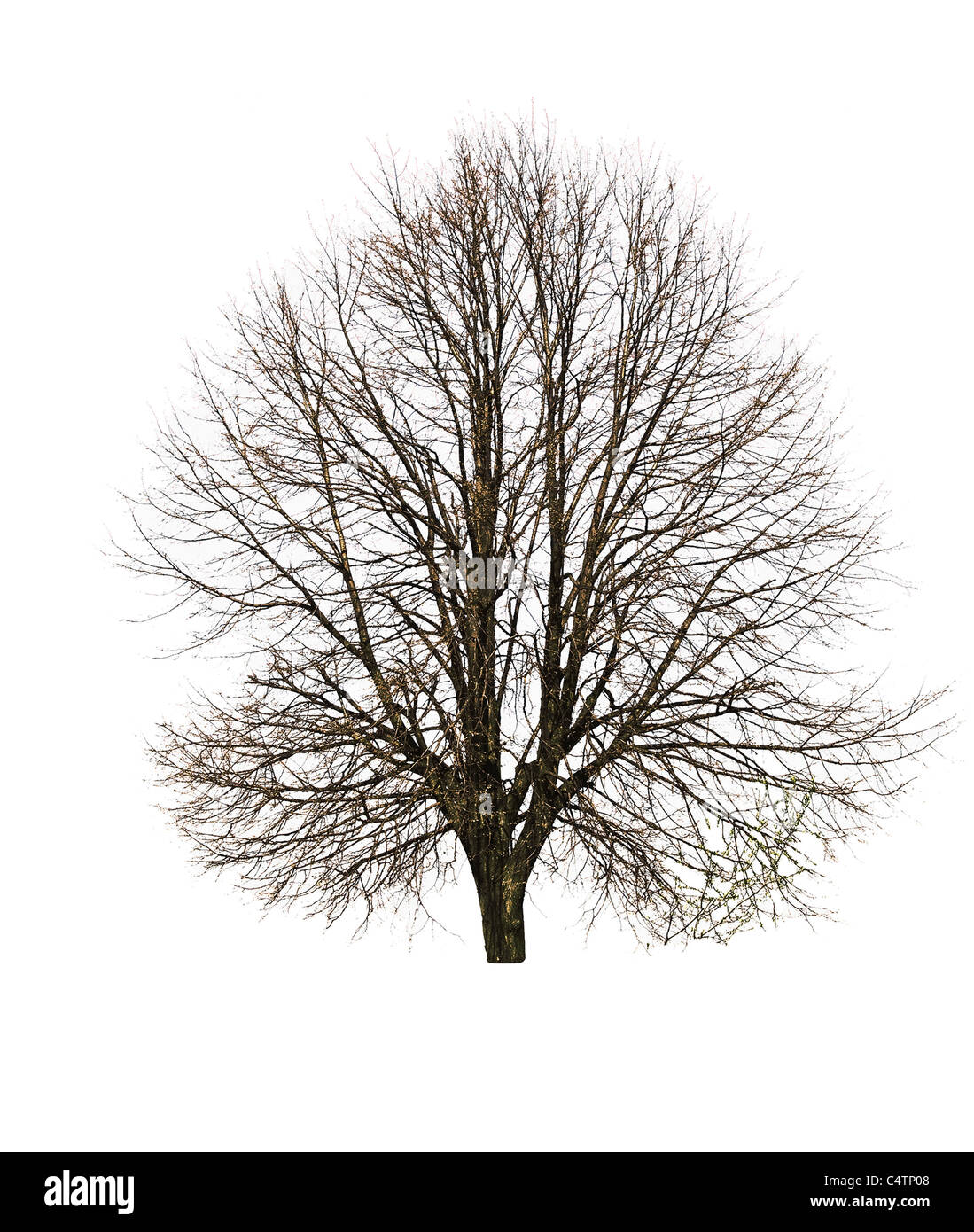 tree is isolated on a white background Stock Photo - Alamy