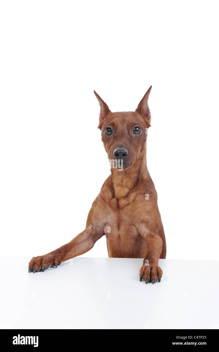 Perro pincher hi-res stock photography and images - Alamy