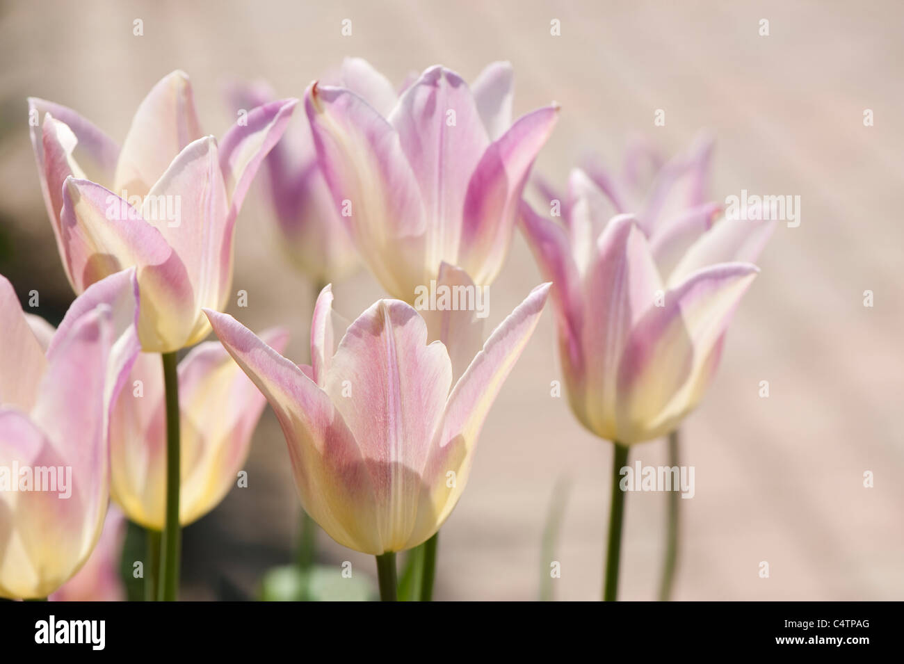 White edged pink tulips hi-res stock photography and images - Alamy