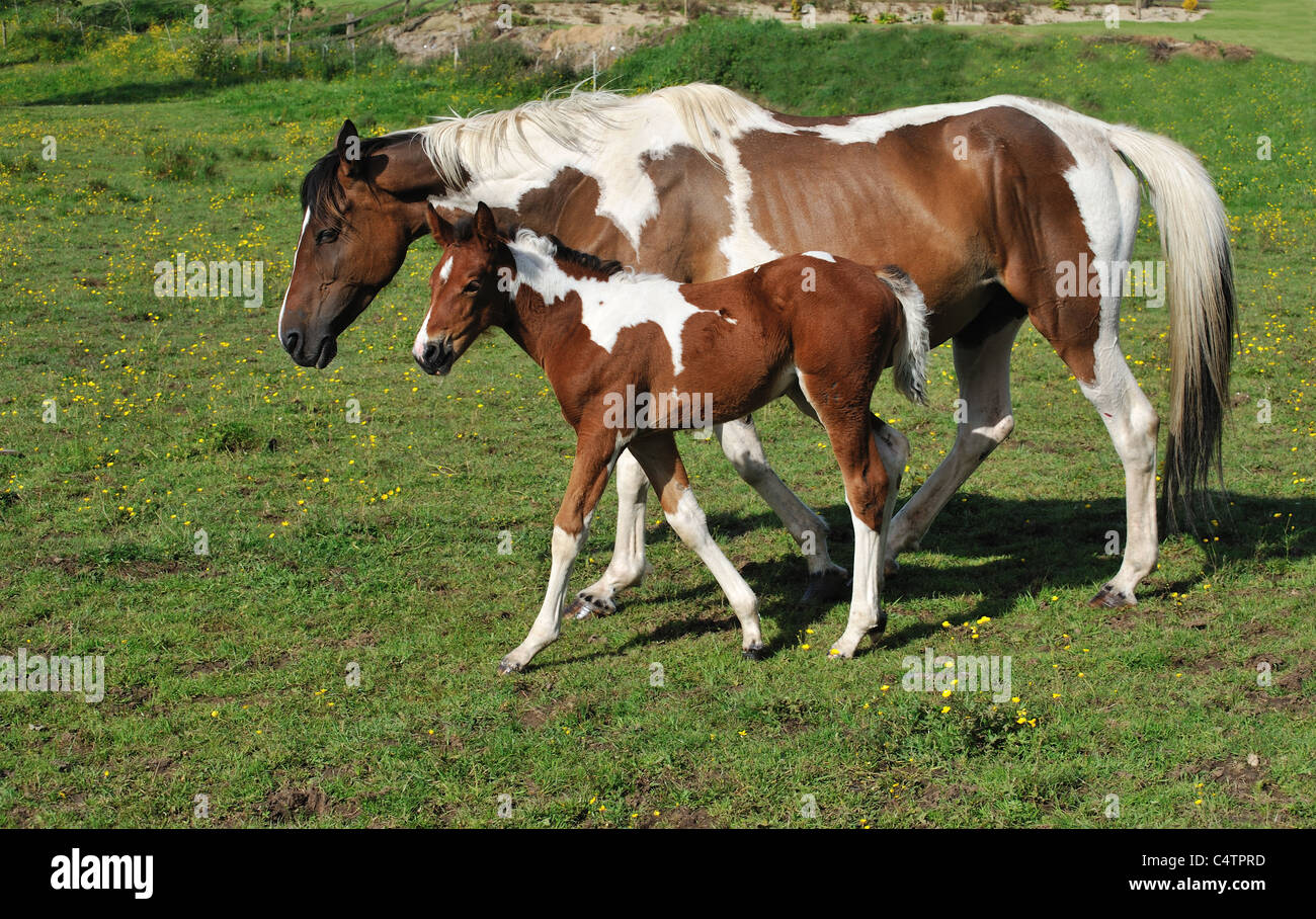 Ireland horse stud farms hi-res stock photography and images - Alamy