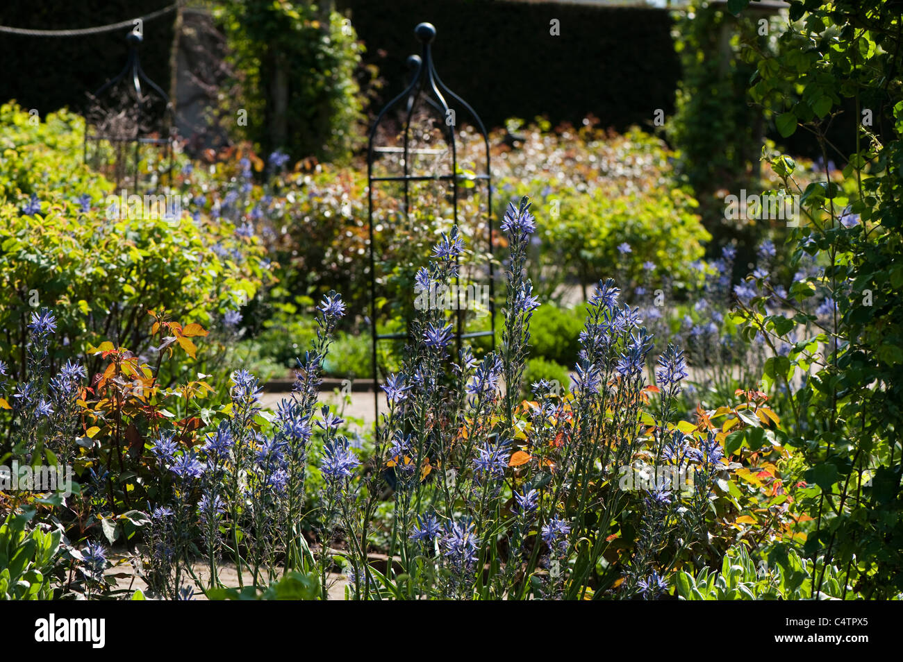 The Shrub Rose Garden in April, RHS Rosemoor, Devon, England, United ...