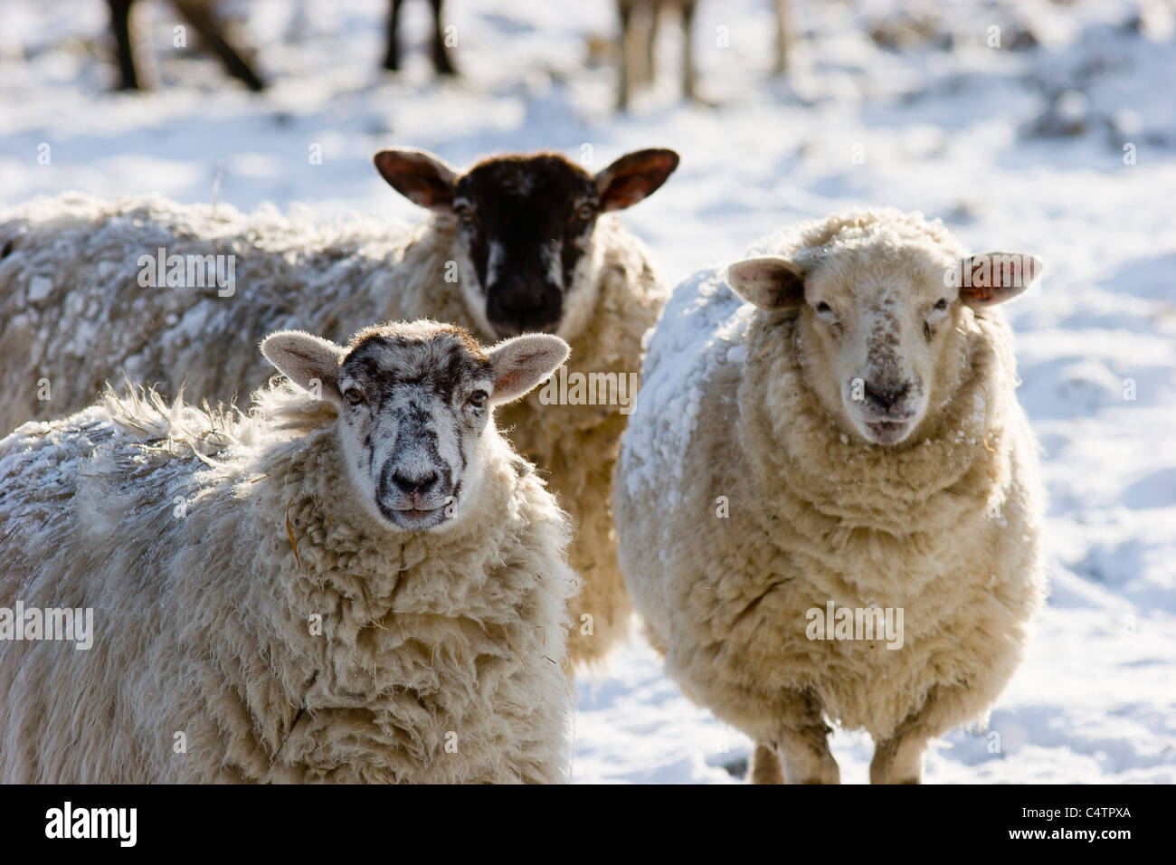 Three sheep staring in a snowy winter field Stock Photo - Alamy