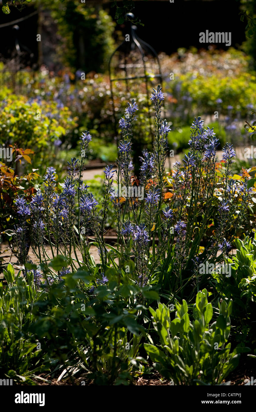 Tall upright shrub rose hi-res stock photography and images - Alamy
