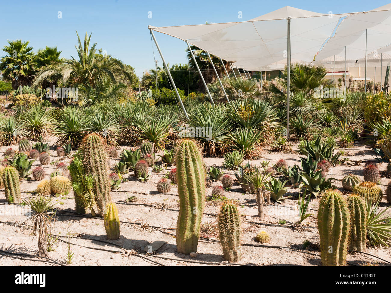 Cultivation of different cactus and palm tree species Stock Photo - Alamy