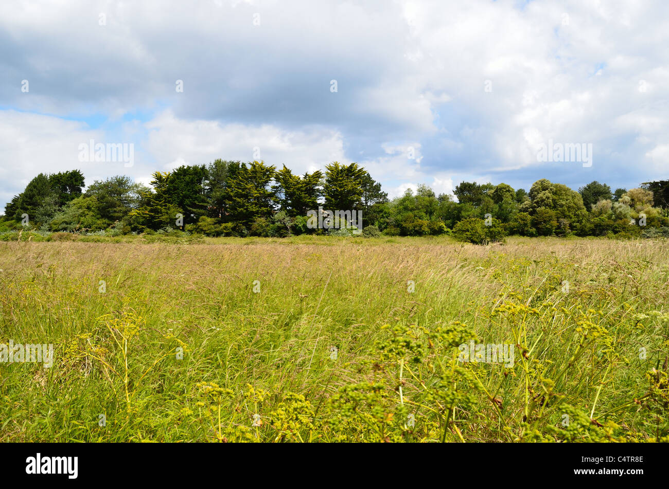 A field of wild grass Stock Photo - Alamy