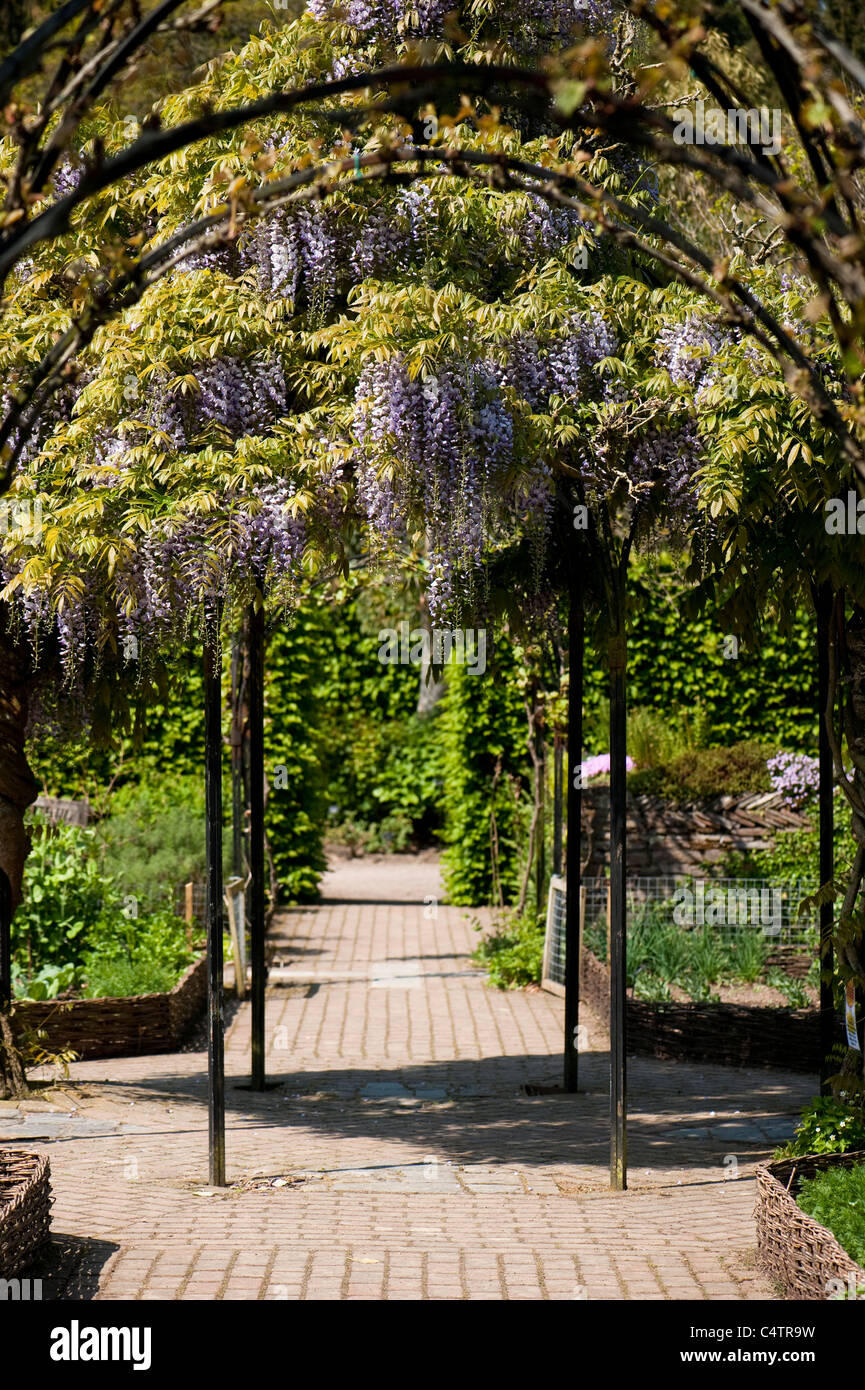 Wisteria floribunda multijuga hi-res stock photography and images - Alamy