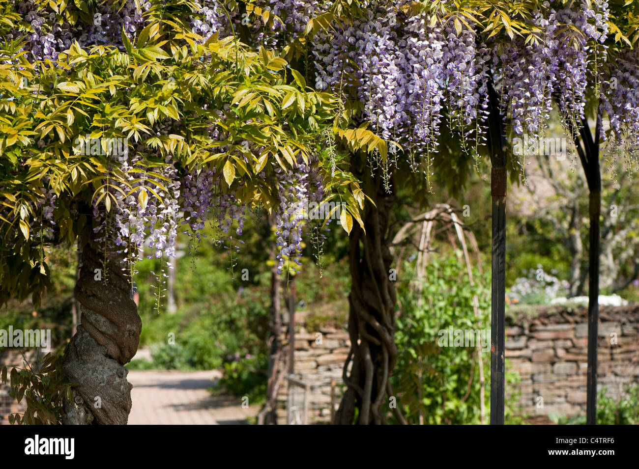 Wisteria floribunda multijuga hi-res stock photography and images - Alamy