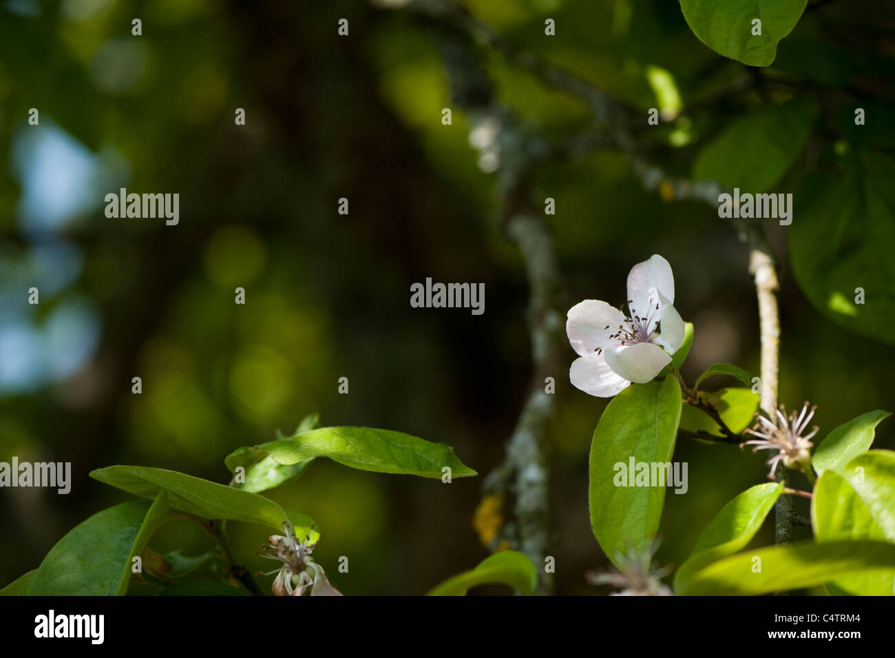 Cydonia oblonga 'Vranja', Quince tree, in flower Stock Photo - Alamy