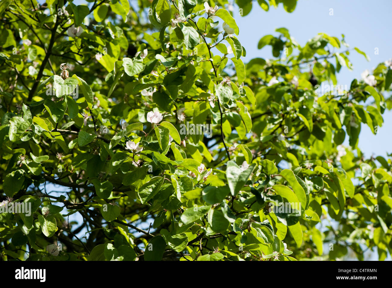 Cydonia oblonga 'Vranja', Quince tree, in flower Stock Photo - Alamy