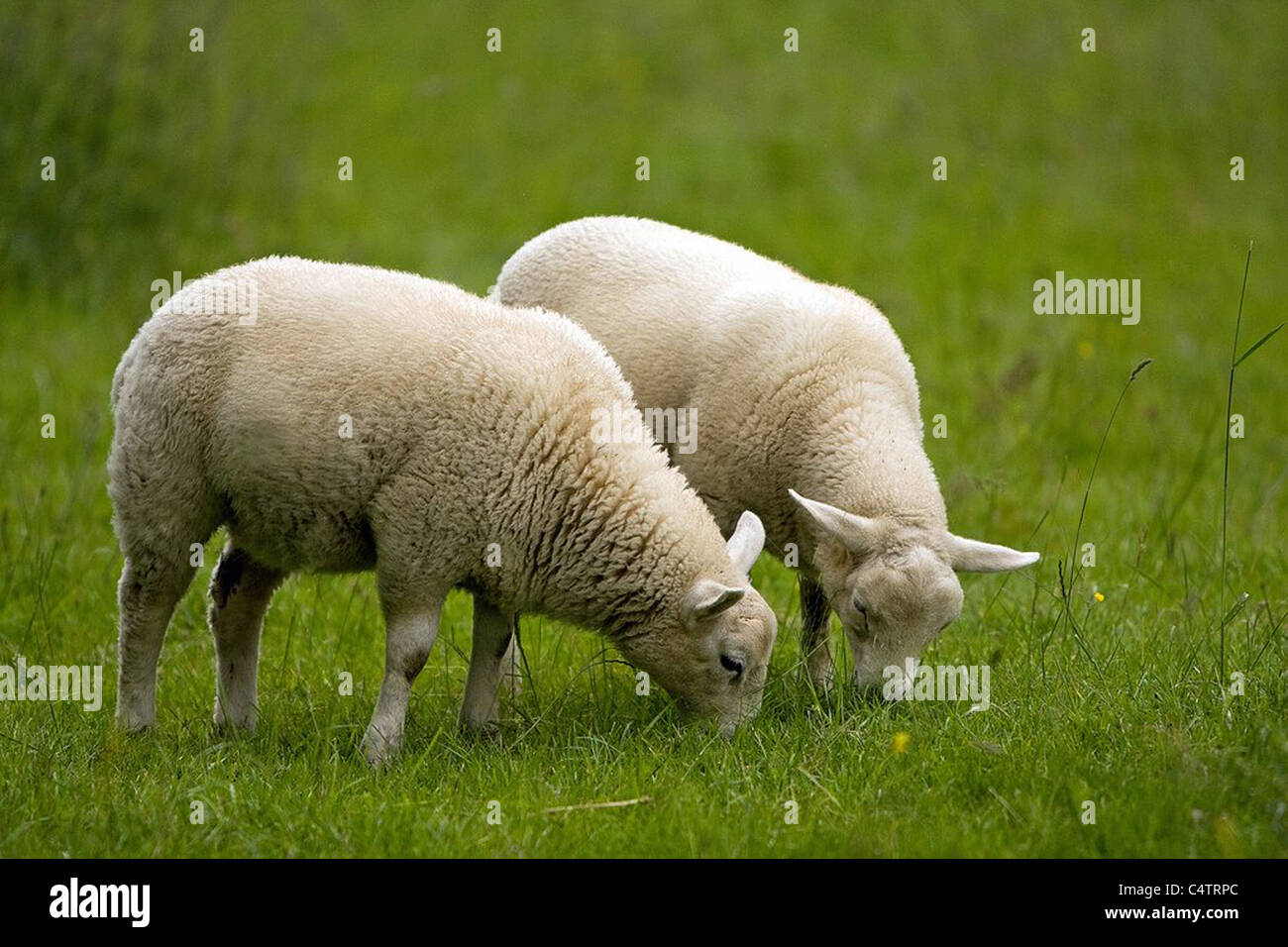 Two sheep grass hi-res stock photography and images - Alamy