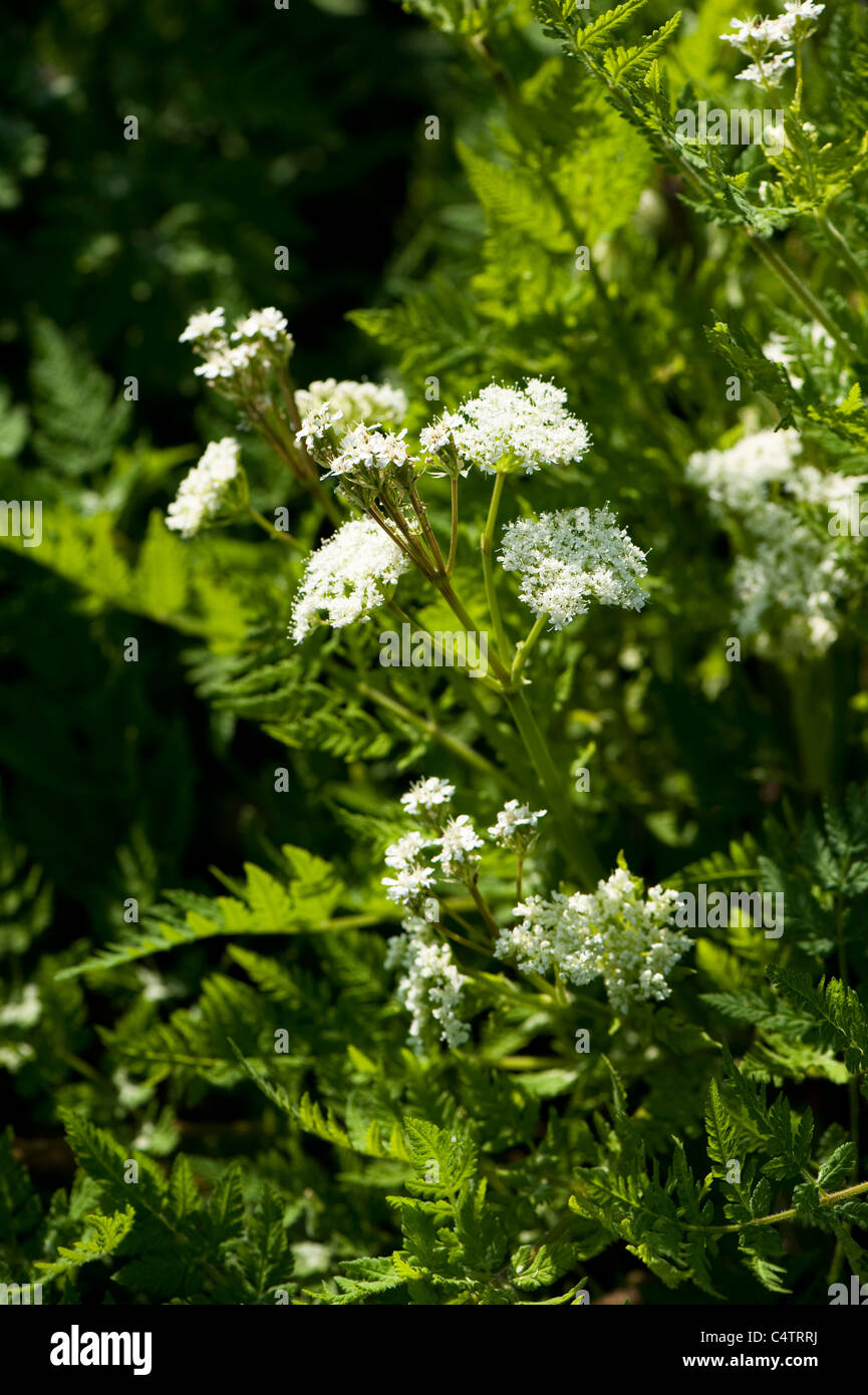 Sweet Cicely, Myrrhis odorata, in flower Stock Photo - Alamy