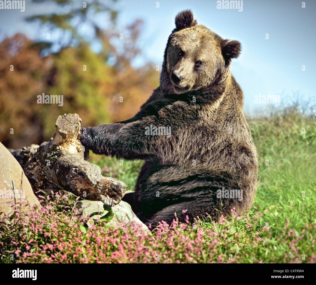 Brown bear sitting on rock hi-res stock photography and images - Alamy