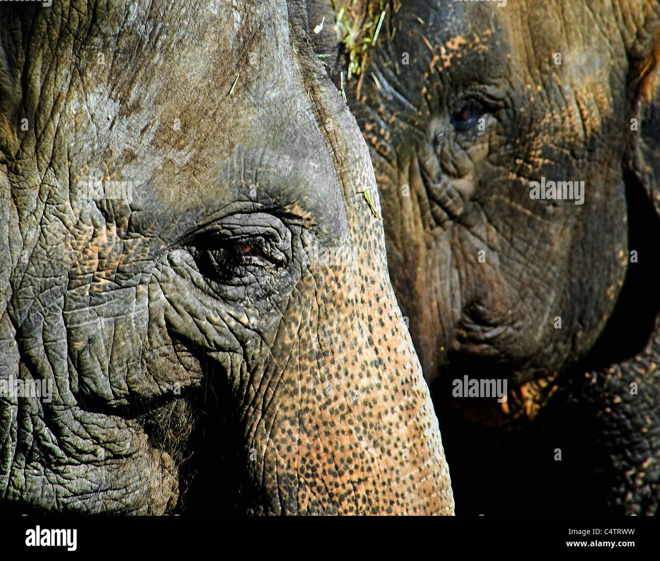 TWO ELEPHANT HEADS CLOSEUP Stock Photo - Alamy