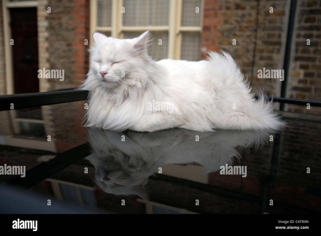 gilbert the white cat of columbia road in london Stock Photo - Alamy