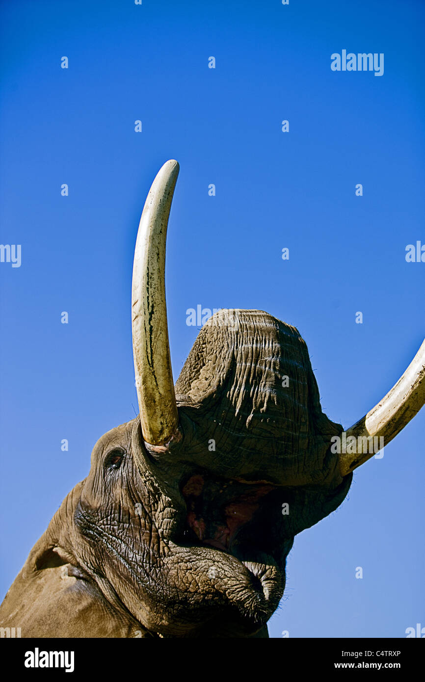 ELEPHANT HEAD FROM BELOW WITH VERY LONG TUSKS Stock Photo - Alamy