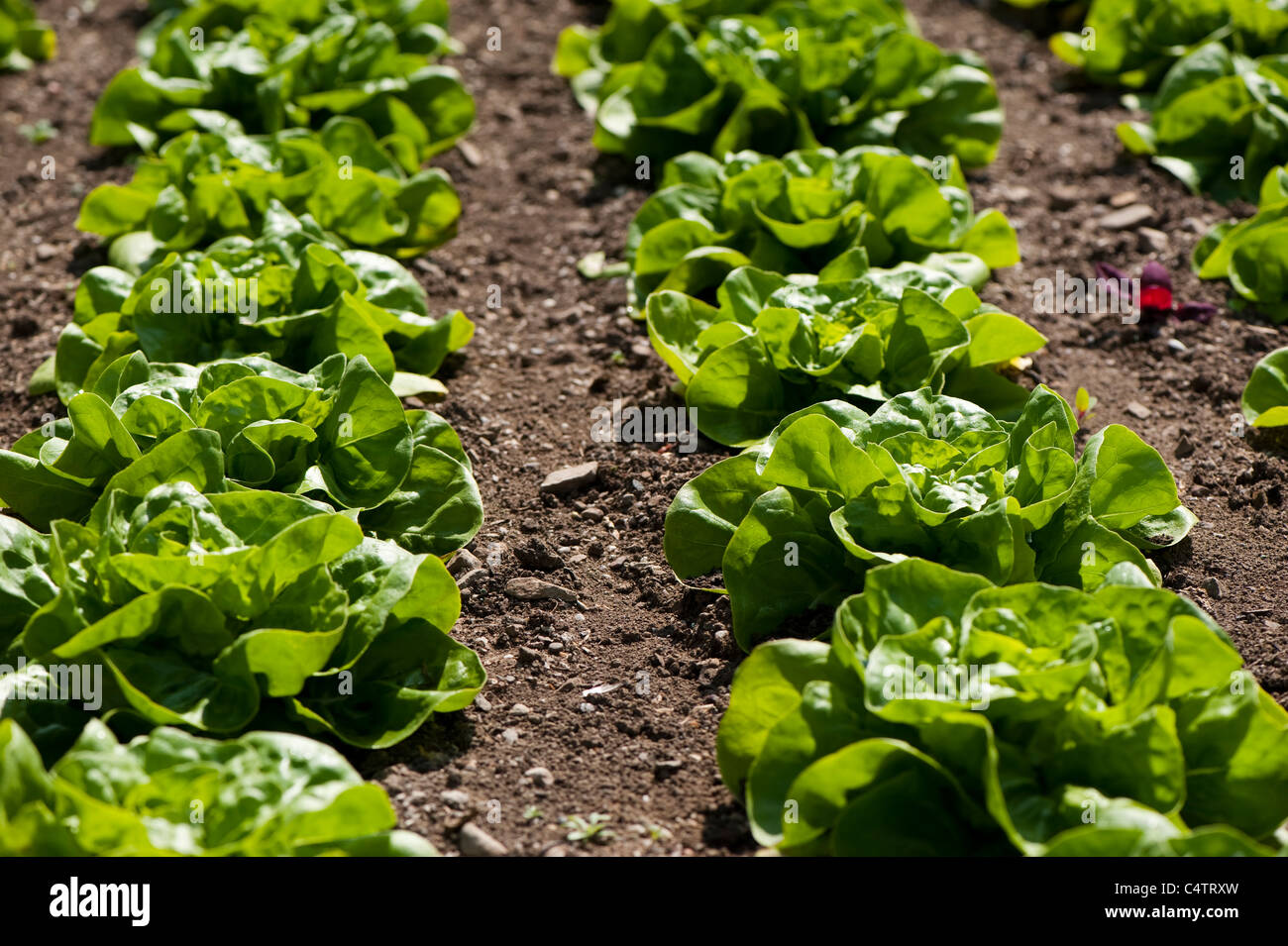 Year round hi-res stock photography and images - Alamy