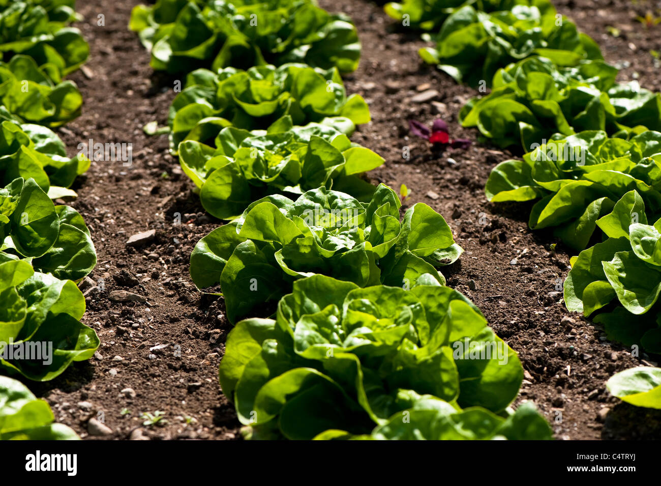 All year round plant hi-res stock photography and images - Alamy