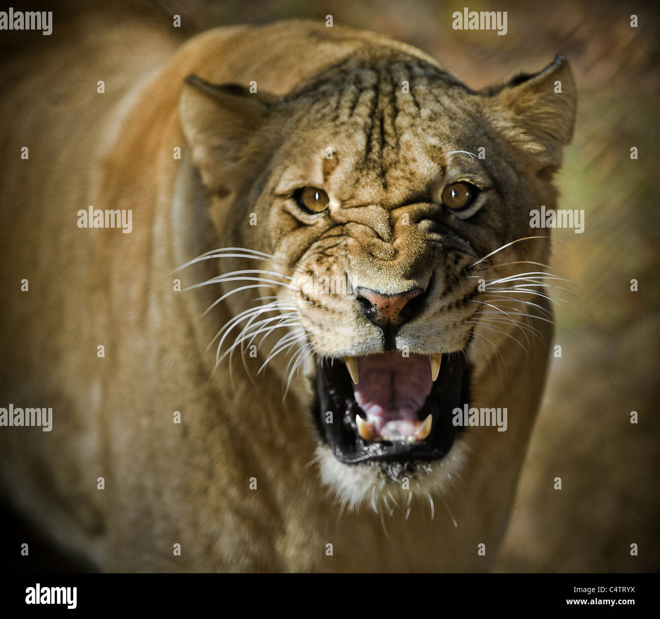 LIONESS CLOSEUP SNARLING AT CAMERA SHOWING TEETH Stock Photo - Alamy