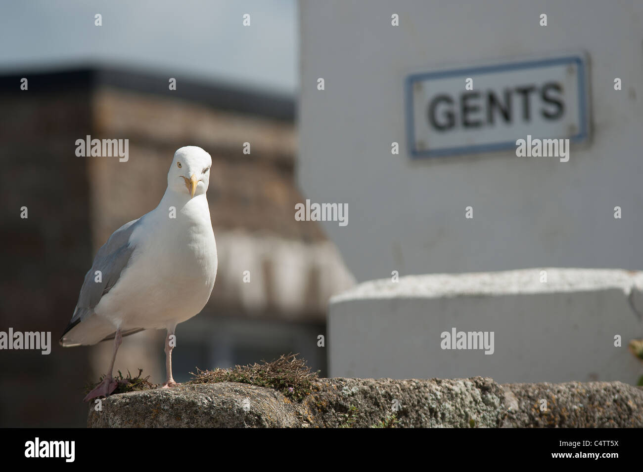 Gull british hi-res stock photography and images - Alamy