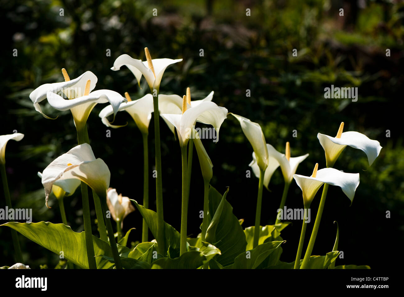 White Arum or Calla Lilies in flower Stock Photo - Alamy