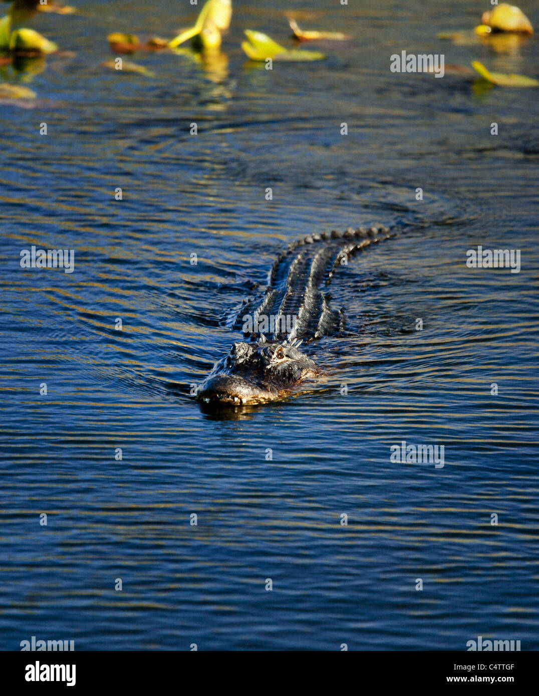 Alligator looking at you hi-res stock photography and images - Alamy