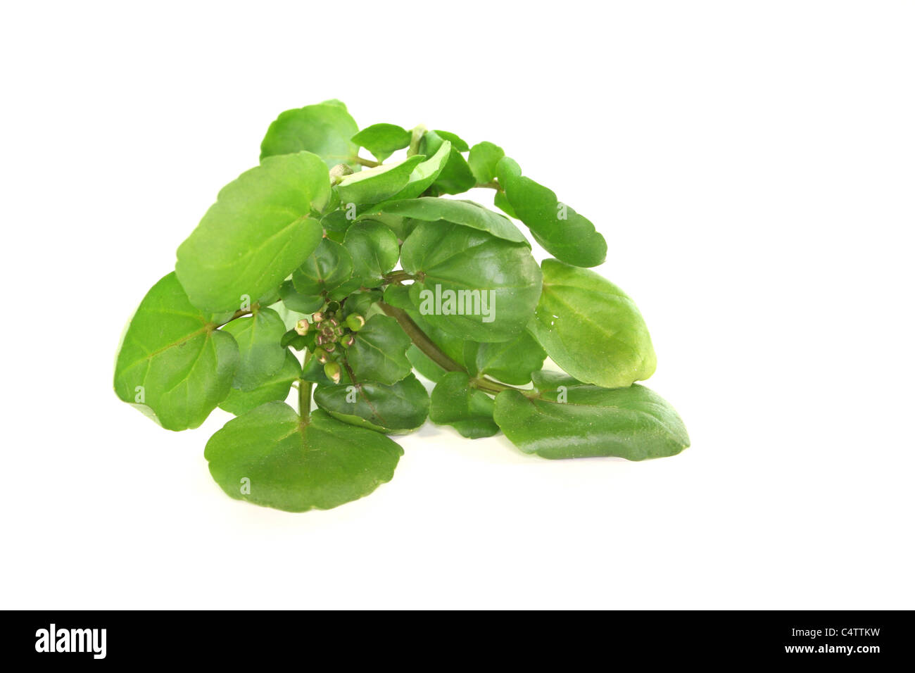 a sprig of fresh watercress on white background Stock Photo - Alamy