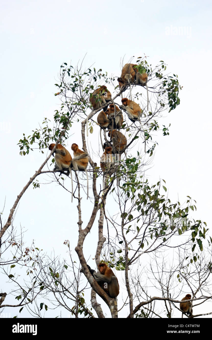 A group of proboscis monkey hang from tree branches at Tanjung Puting ...
