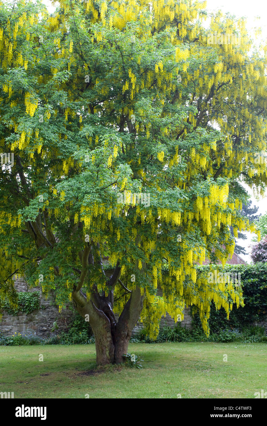 Laburnum seeds hi-res stock photography and images - Alamy